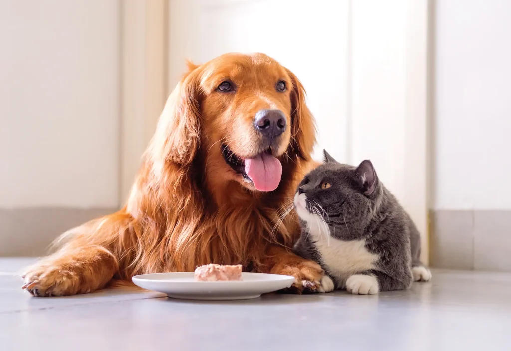 The Best Foods for Pets - Pure Life Veterinary Treatment