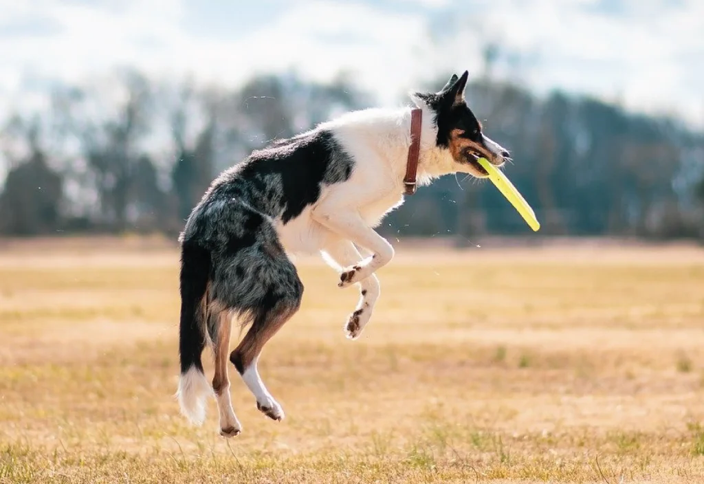 Breed-Specific Dog Training - Pure Life Veterinary Treatment